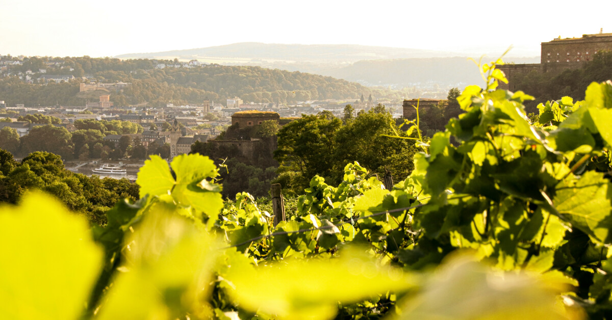 Half-Day Programme "Wine and Culture" - Visit Koblenz
